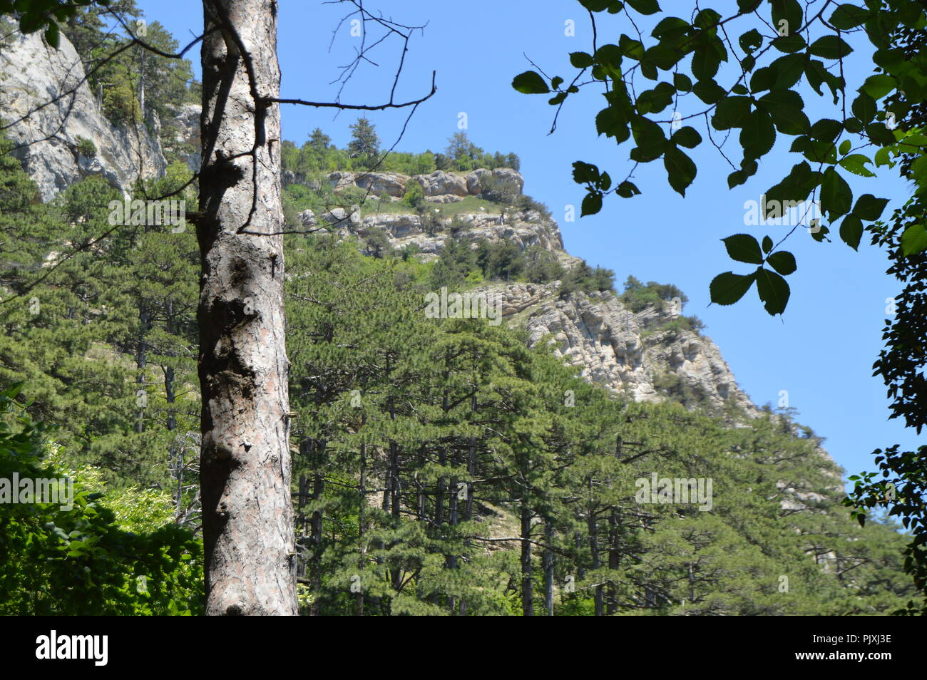 Trees grow on the slope of a high mountain, bare rocks, view from the ...