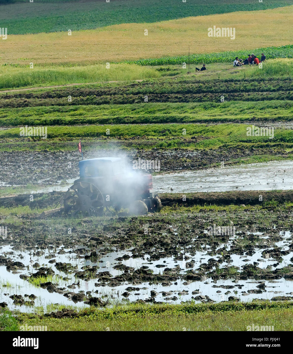 Rice field korean hi-res stock photography and images - Alamy