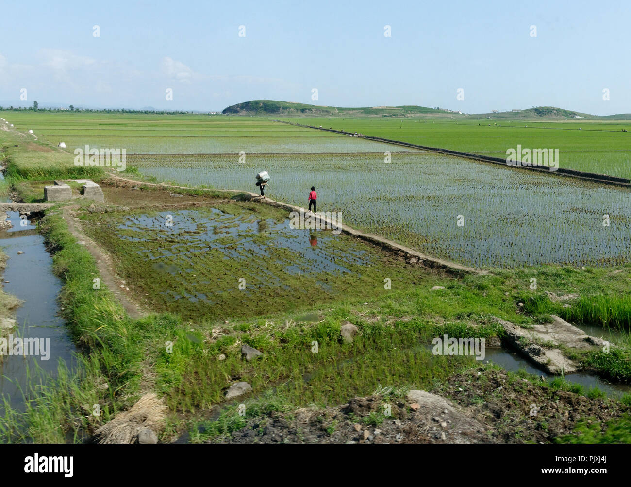 The vst, almodt empty, rice fields of North Korea Stock Photo - Alamy