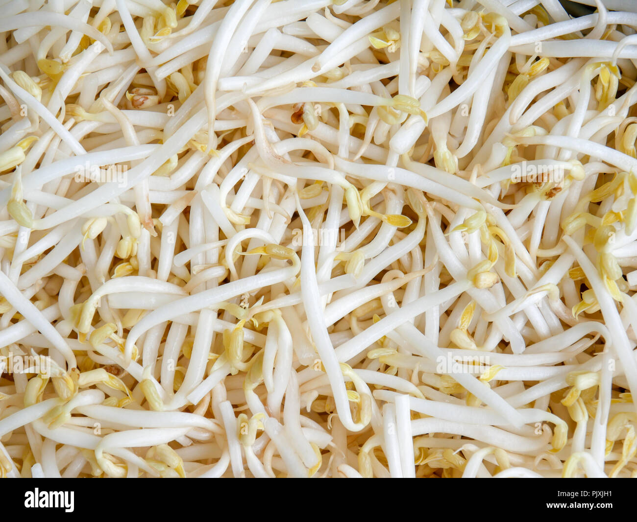 food background texture mung bean sprout Stock Photo - Alamy