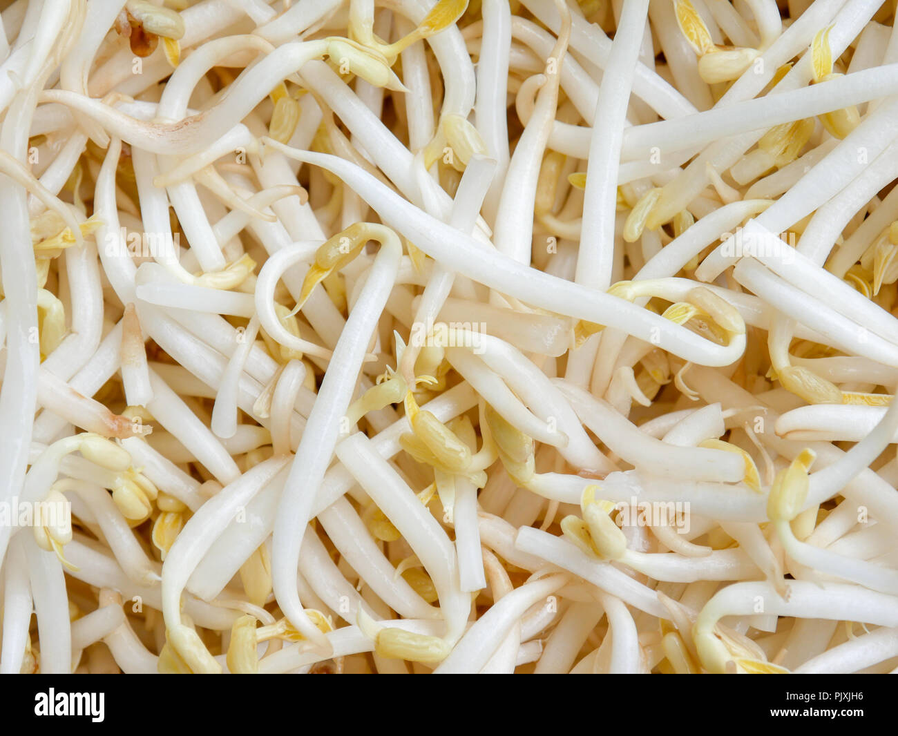 food background texture mung bean sprout Stock Photo - Alamy