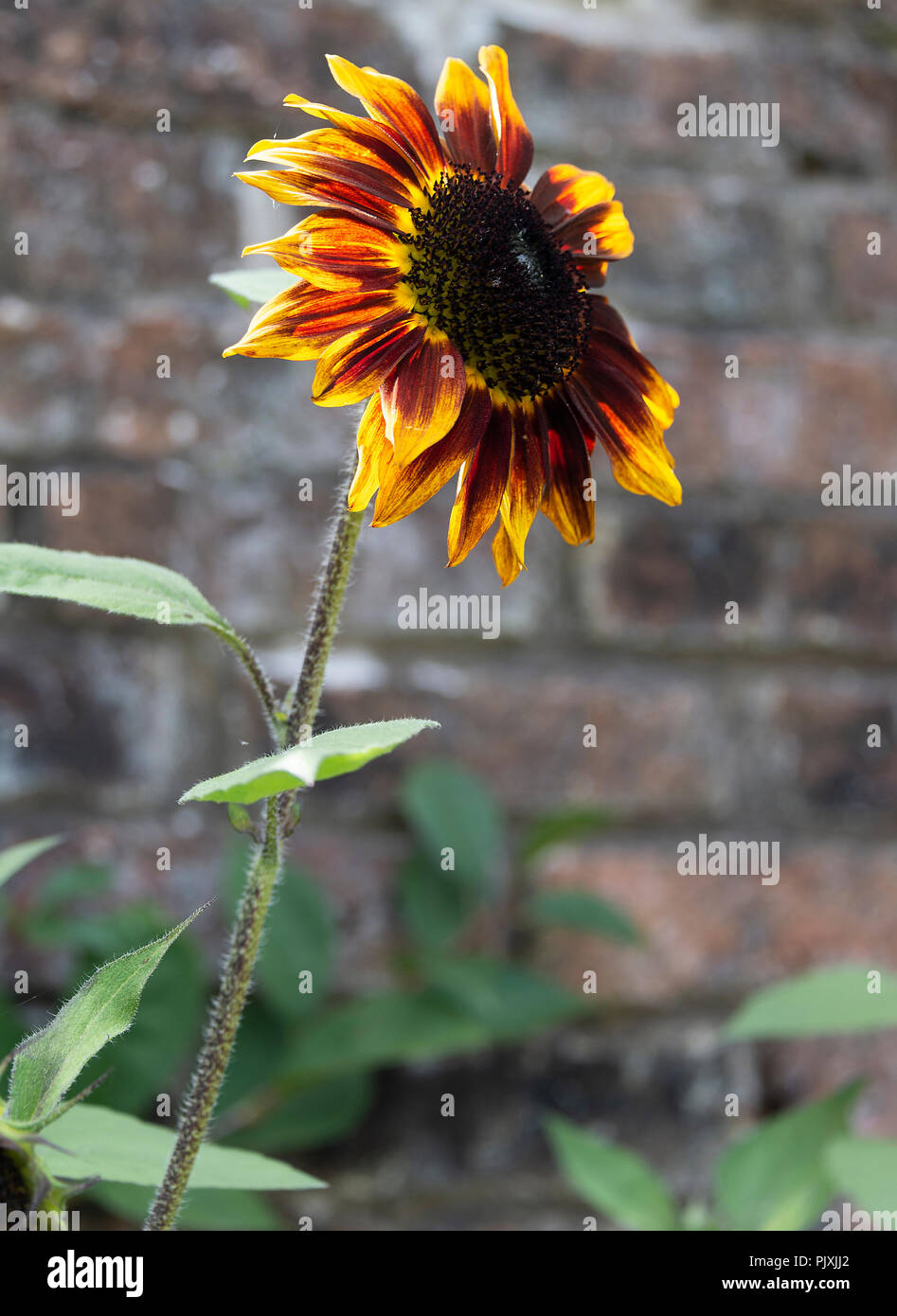 A Beautiful Red and Yellow Sunflower in a Walled Garden in Cockermouth ...