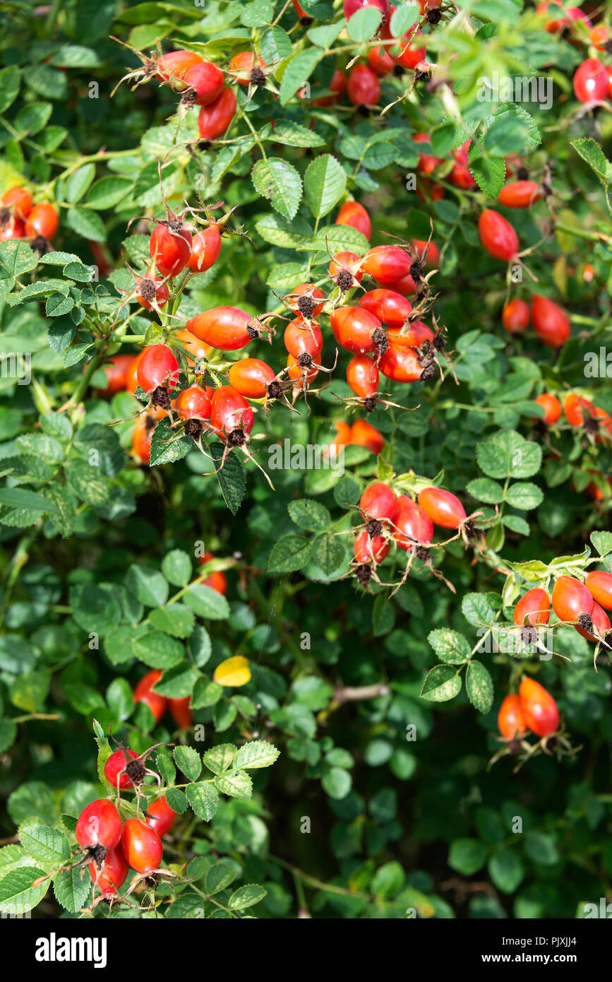 Beautiful Display of Bright Red Rose Hips in a Rose Bush in a Garden in ...