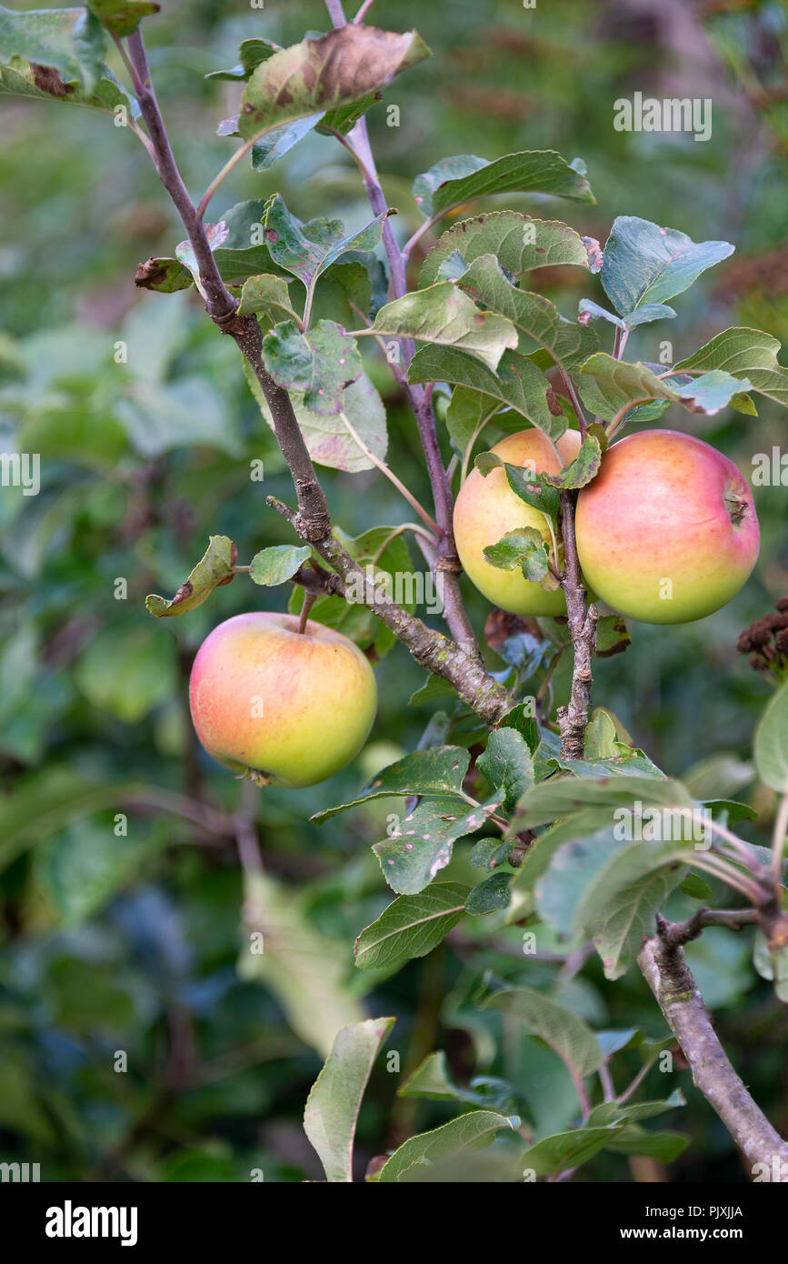 Apples Growing on an Apple Tree in a Garden in Cockermouth Cumbria ...
