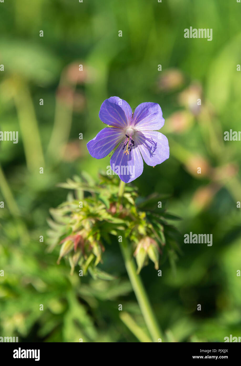 Tall blue herbacious plant hi-res stock photography and images - Alamy