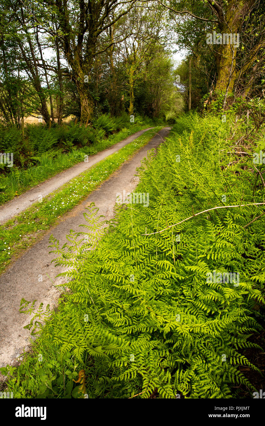 Ireland, Co Leitrim, Arigna, narrow fern-lined country lane on Lough ...