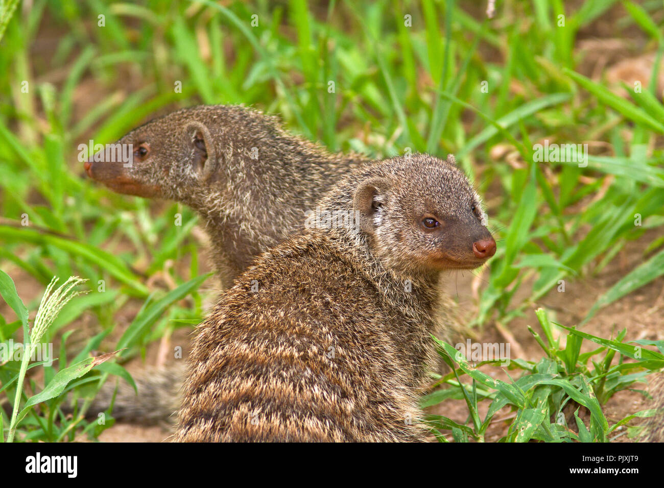 Family hierarchy hi-res stock photography and images - Alamy