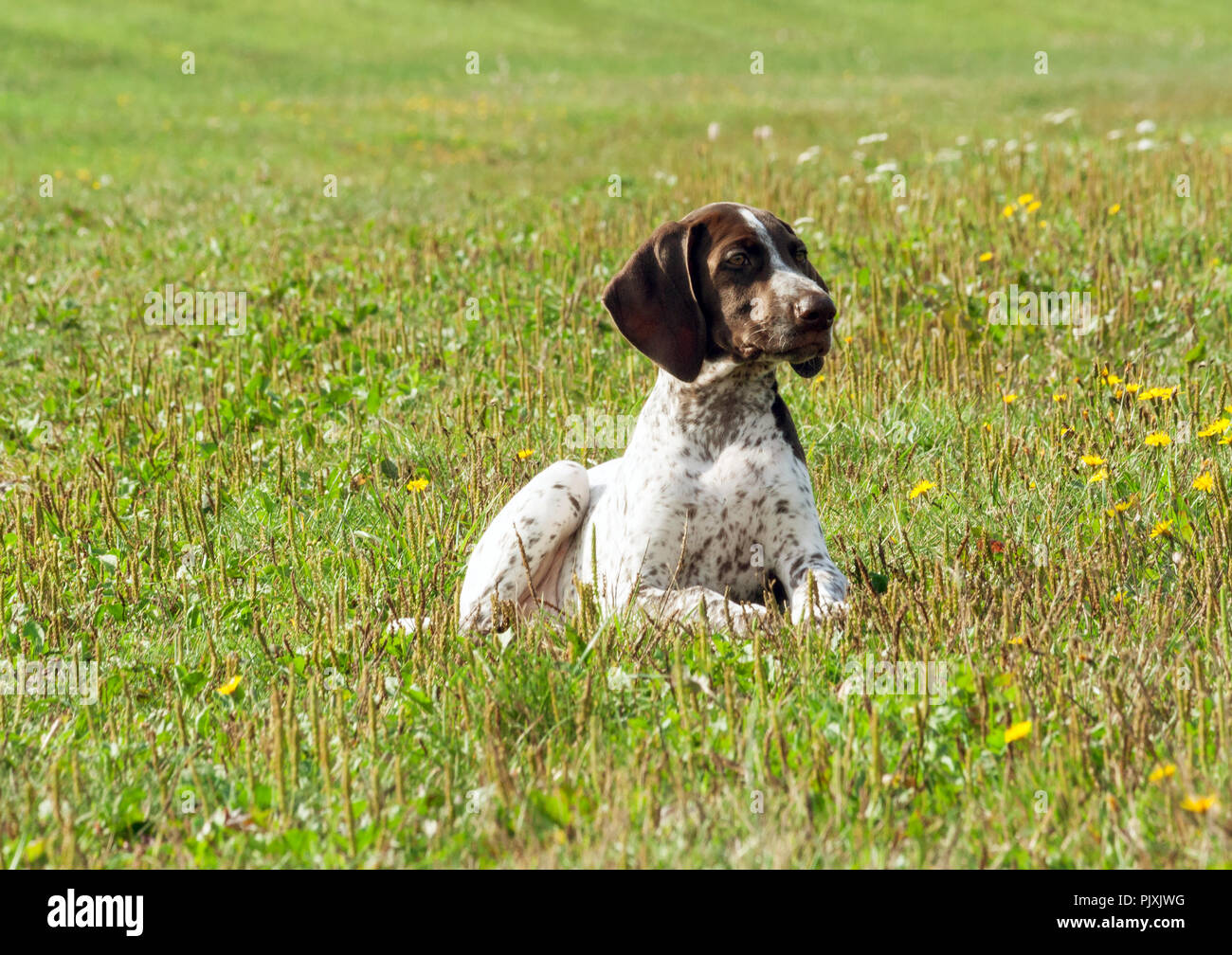 german shorthaired pointer, german kurtshaar one spotted puppy lying on ...