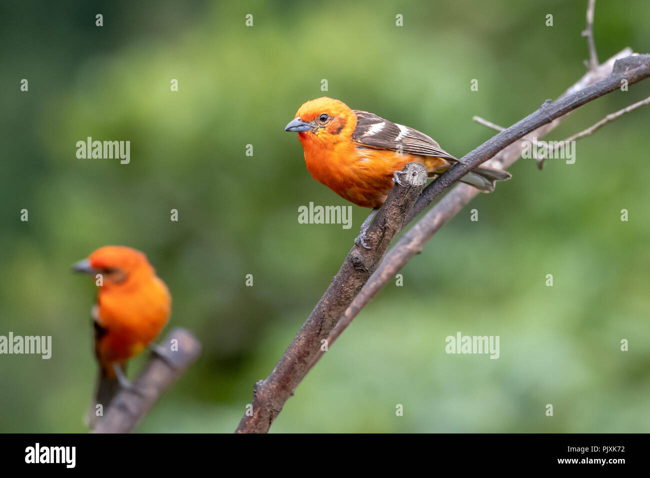 Flame-colored Tanagers (Piranga bidentata) in Costa Rica Stock Photo ...