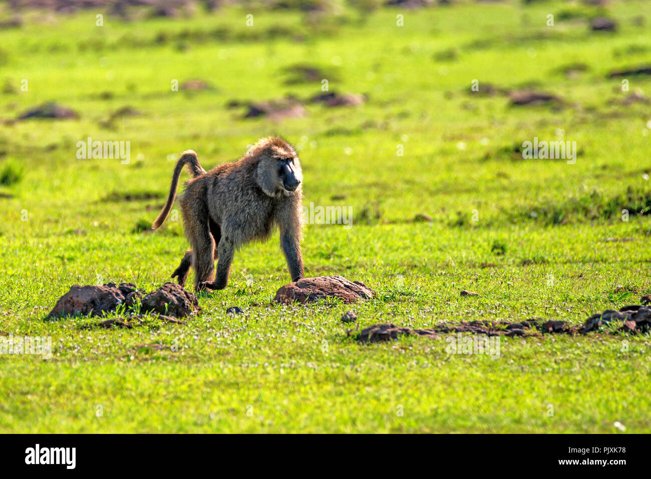 Baboon walks in green savannah in Africa Stock Photo - Alamy