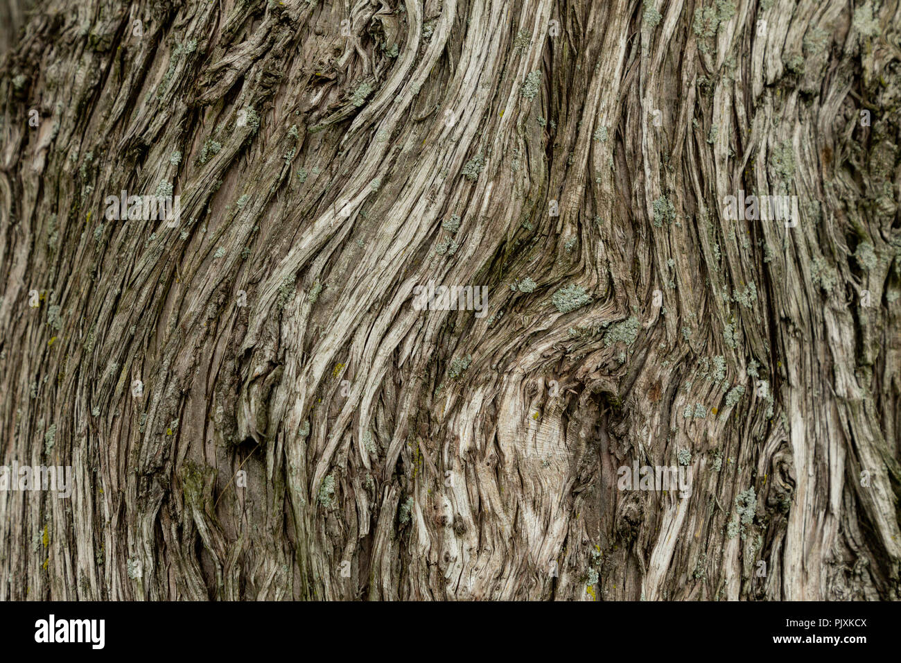 textured and patterned tree bark Stock Photo - Alamy