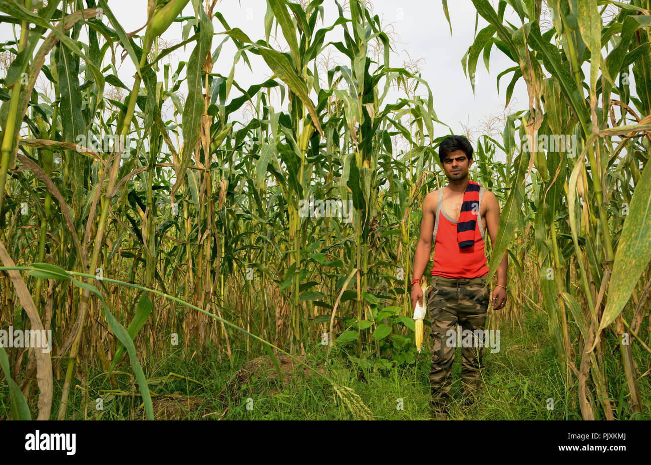 Farmer examining corn hi-res stock photography and images - Alamy