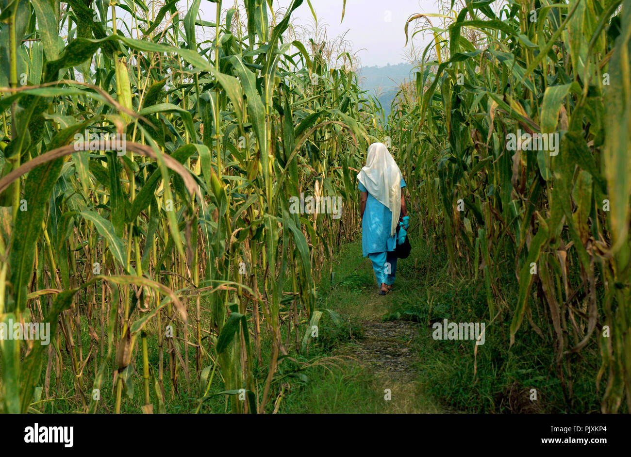 Woman eating corn on the cob hi-res stock photography and images - Alamy