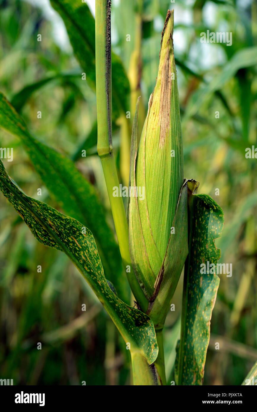 Corn Plants In The Field Stock Photo - Alamy