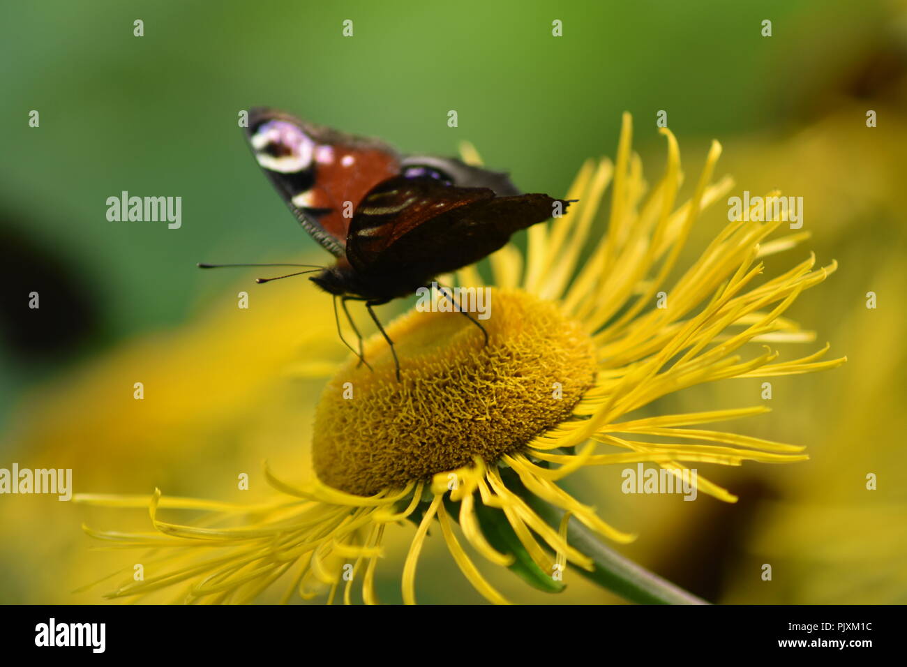 Butterfly feeds from a flower on a hot Summer day Stock Photo - Alamy