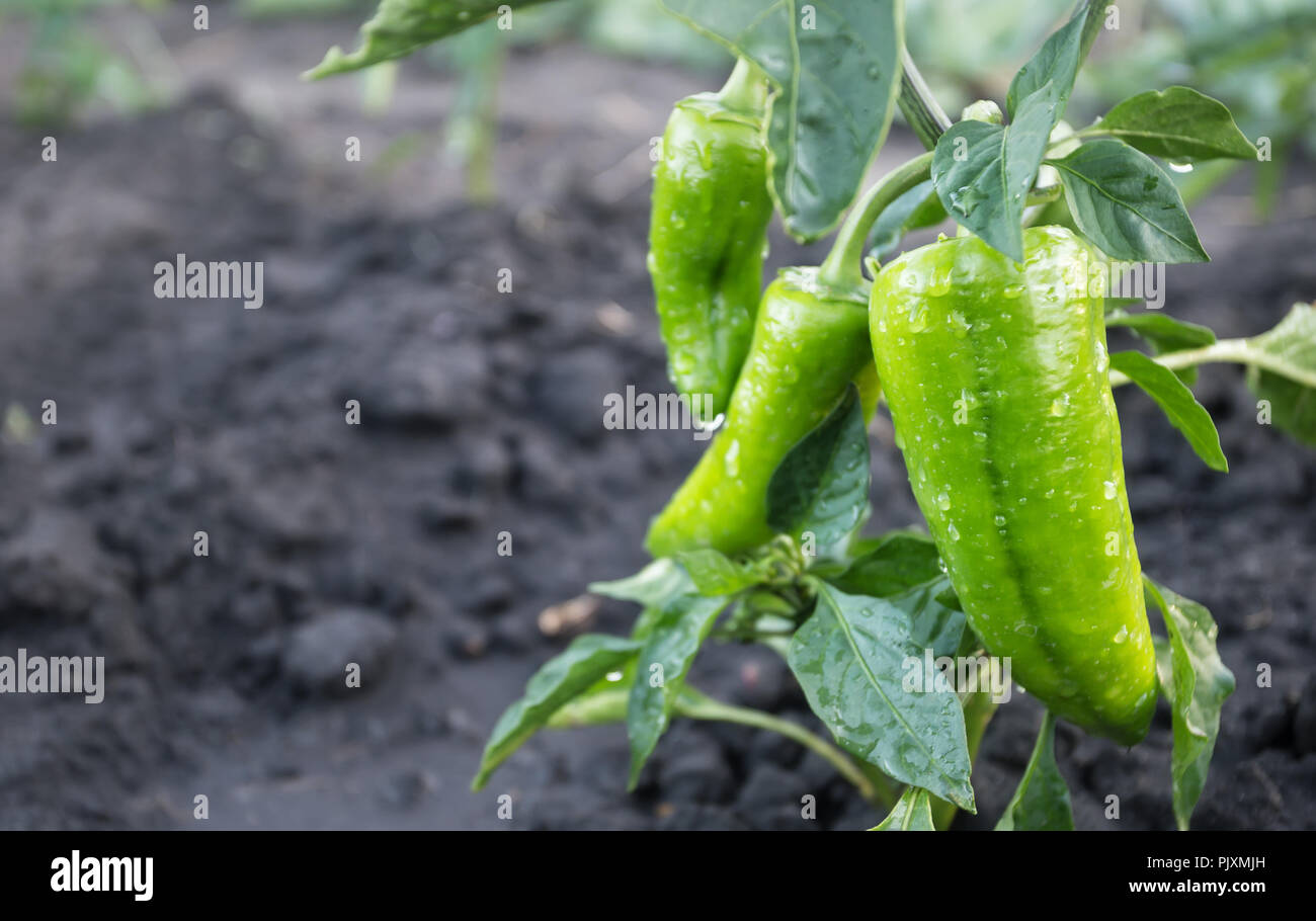 Sweet pepper drops grow hi-res stock photography and images - Alamy