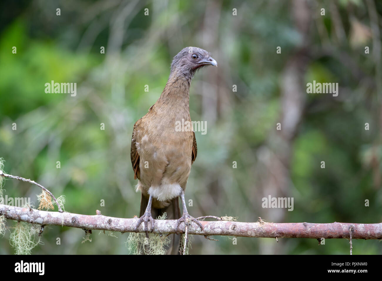 Gray-headed chachalaca (Ortalis cinereiceps) in Costa Rica Stock Photo ...