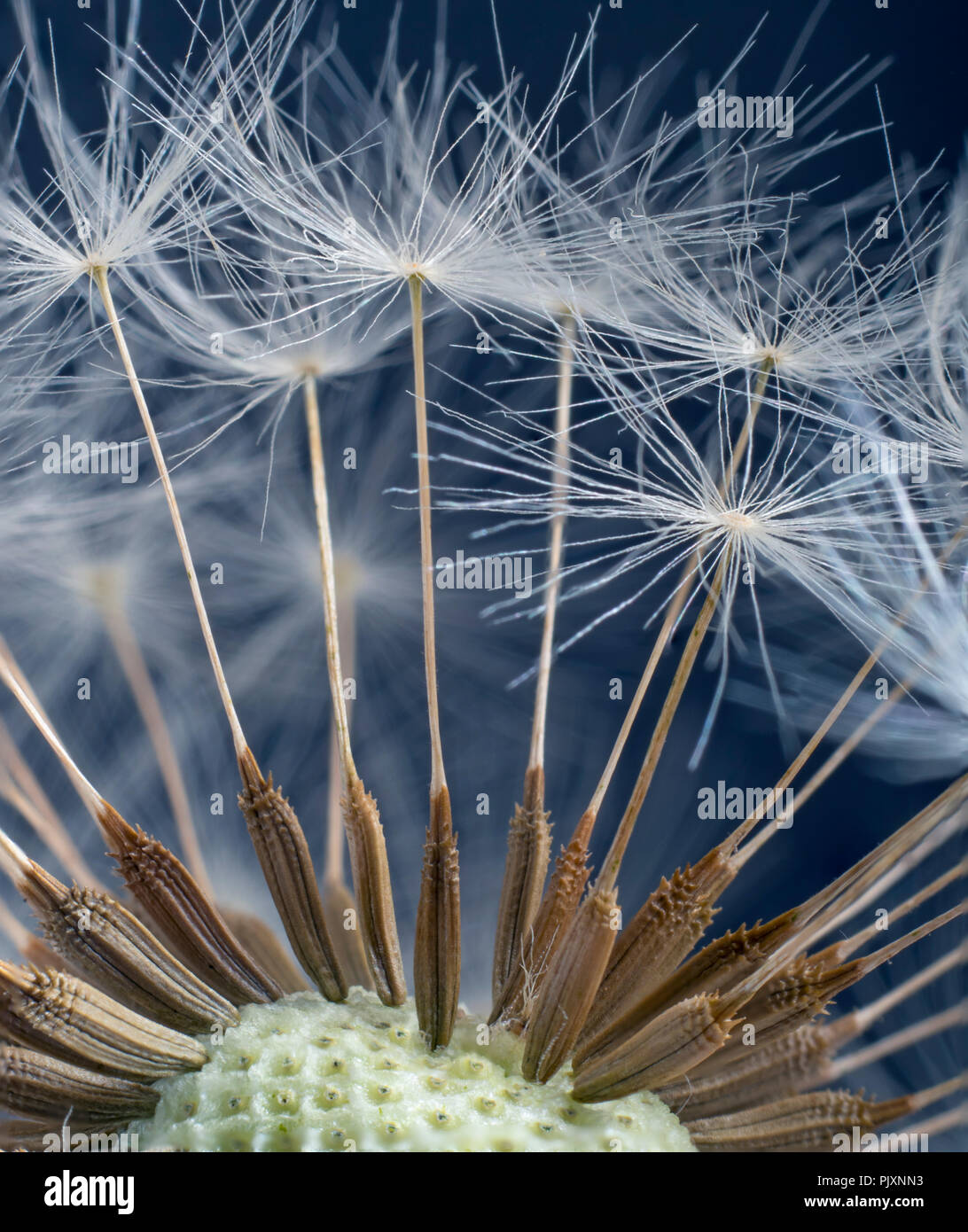 Closed dandelion head hi-res stock photography and images - Alamy