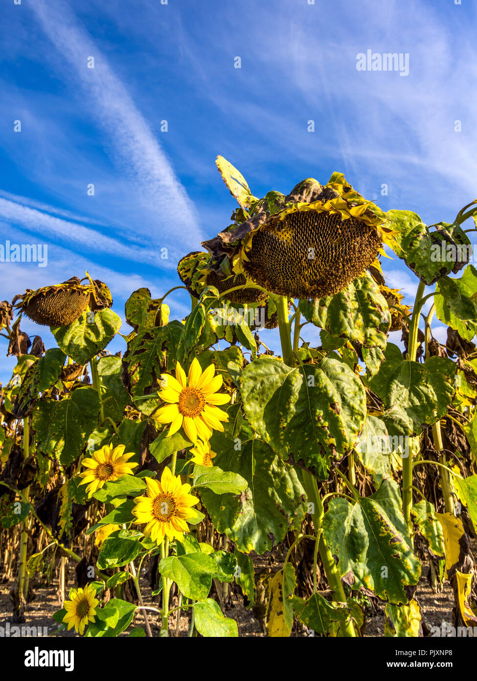 Old sunflowers hi-res stock photography and images - Alamy