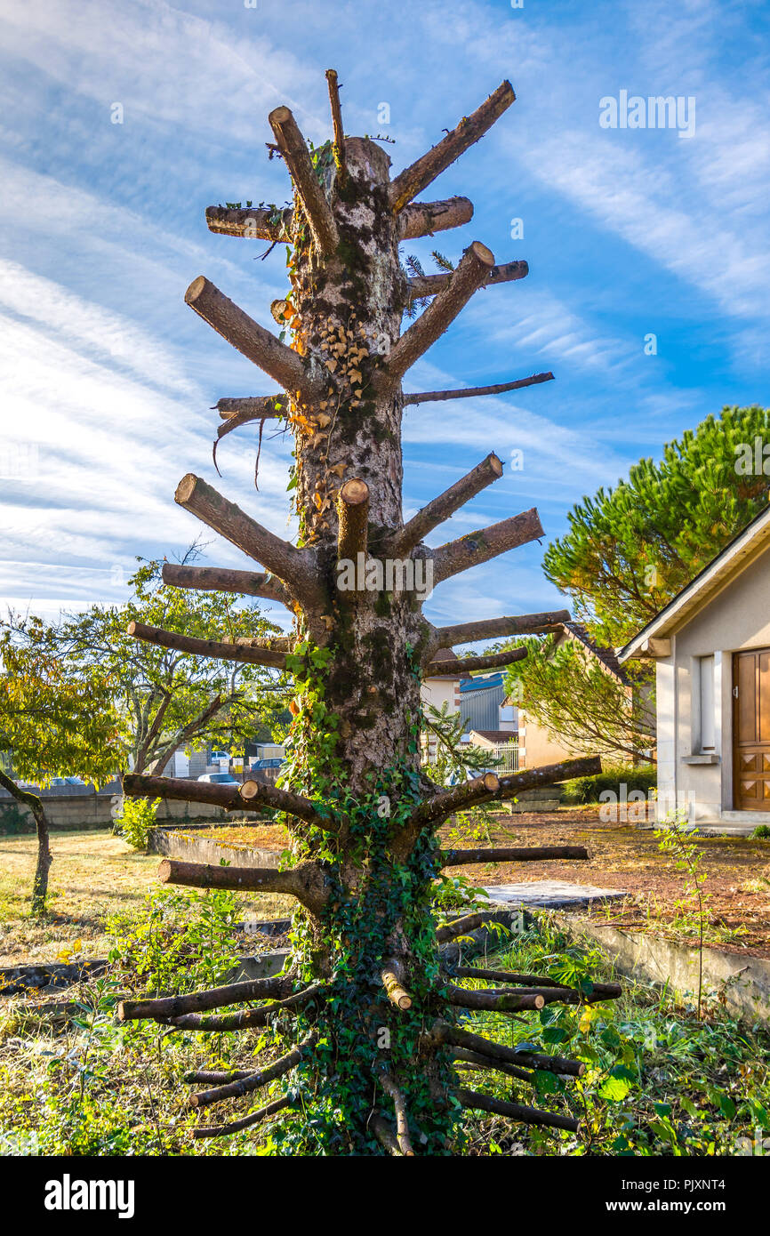 Ugly tree from harsh branch lopping - France Stock Photo - Alamy