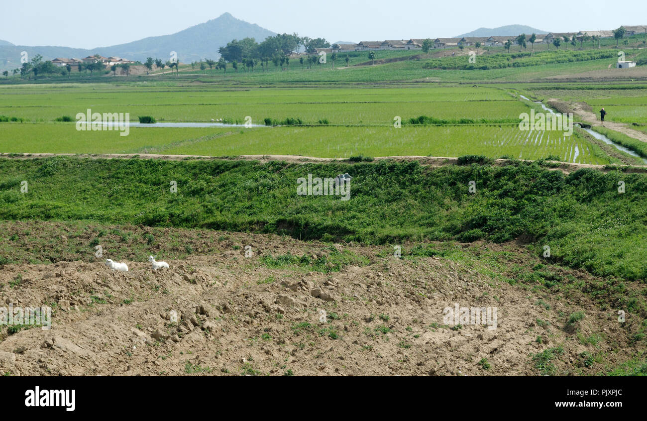 North korean worker hi-res stock photography and images - Alamy