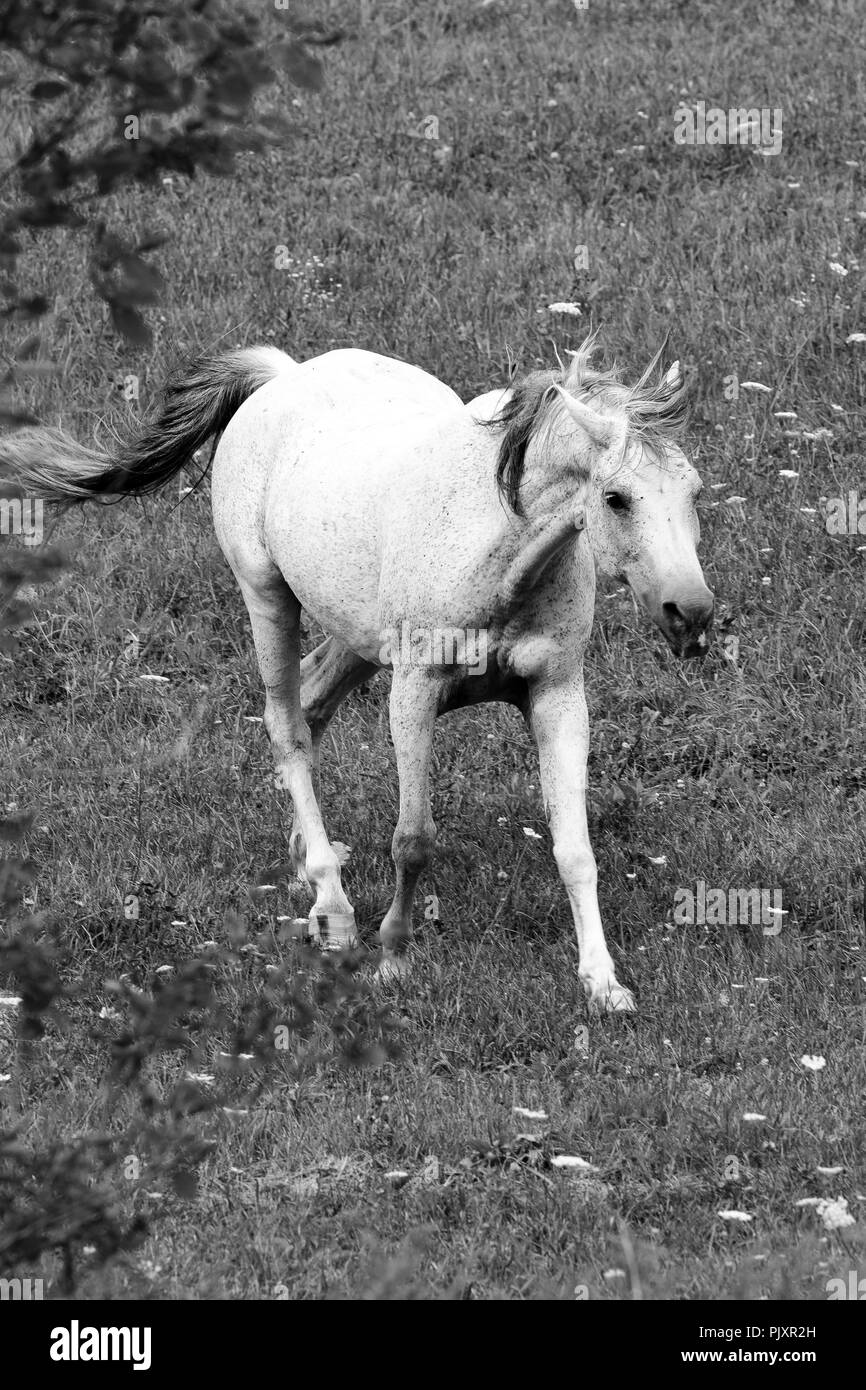 A galloping horse Black and White Stock Photos & Images - Alamy