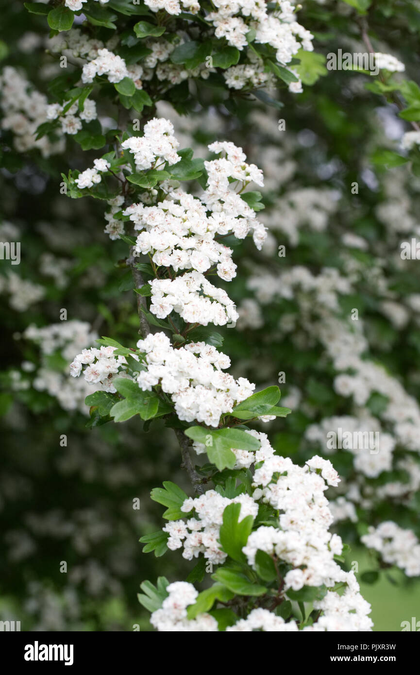 Crataegus cultivar hi-res stock photography and images - Alamy