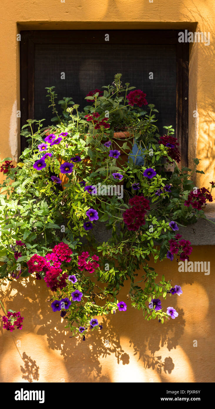 Window Boxes Flowers Stone High Resolution Stock Photography and Images ...