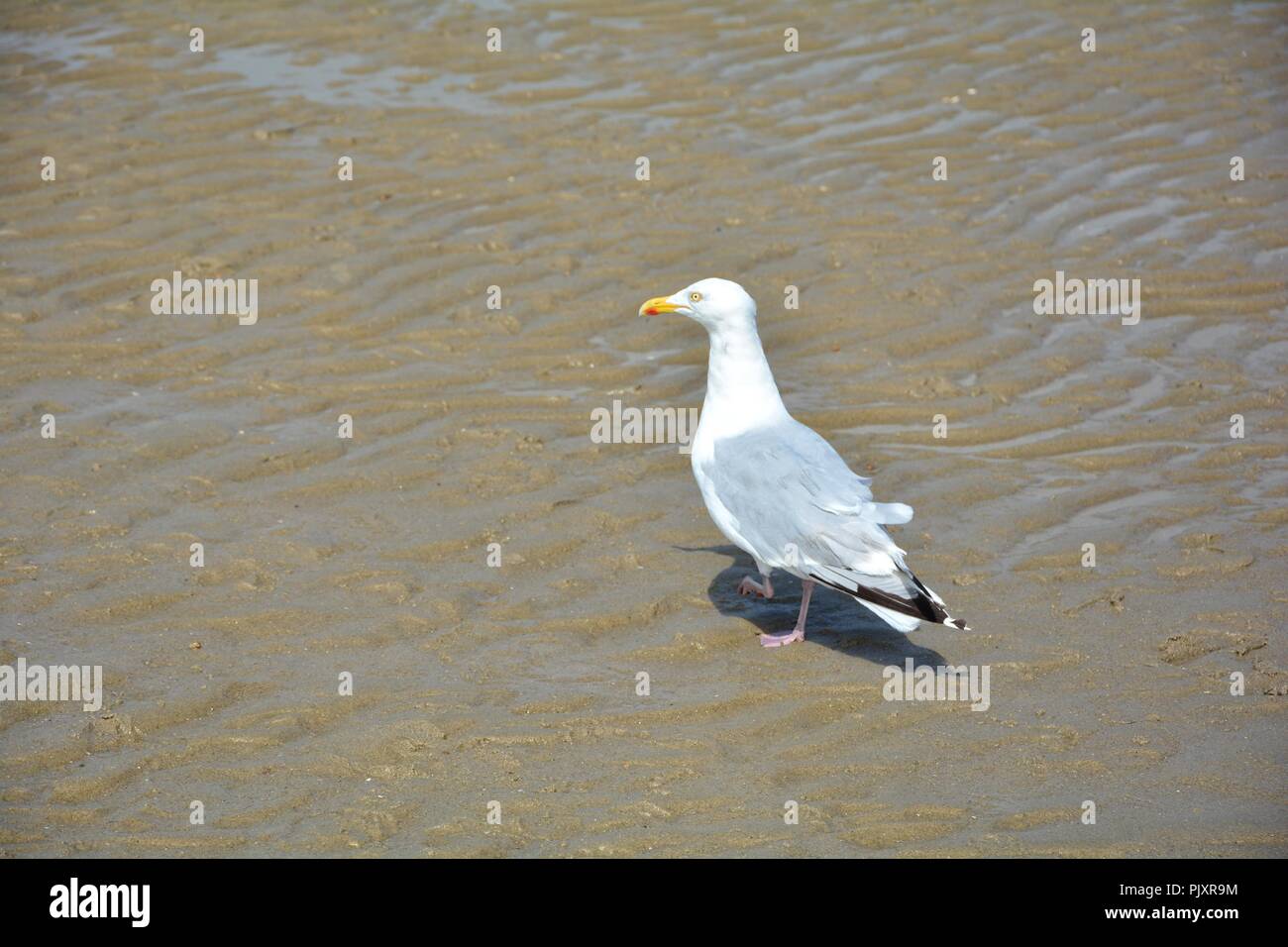 Seagull with shadow on the beach hi-res stock photography and images ...