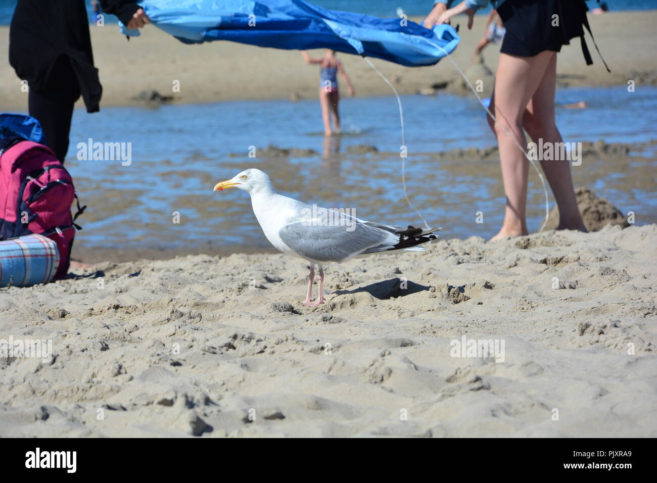 Group stands on the beach hi-res stock photography and images - Alamy