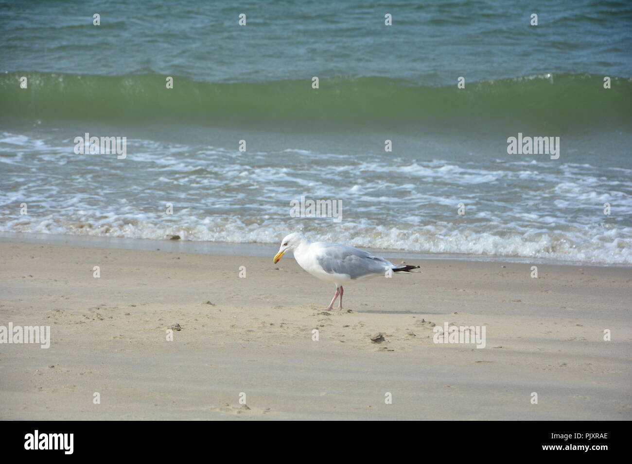 One gull stands on the sandy beach with sea in the background Stock ...