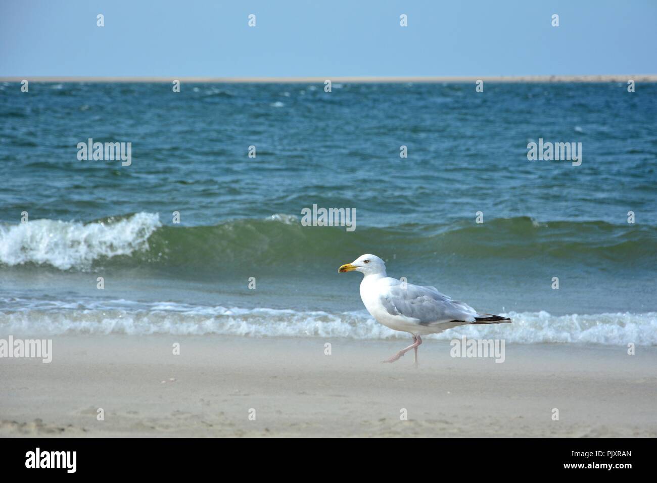 Gull on beach in sunshine hi-res stock photography and images - Alamy