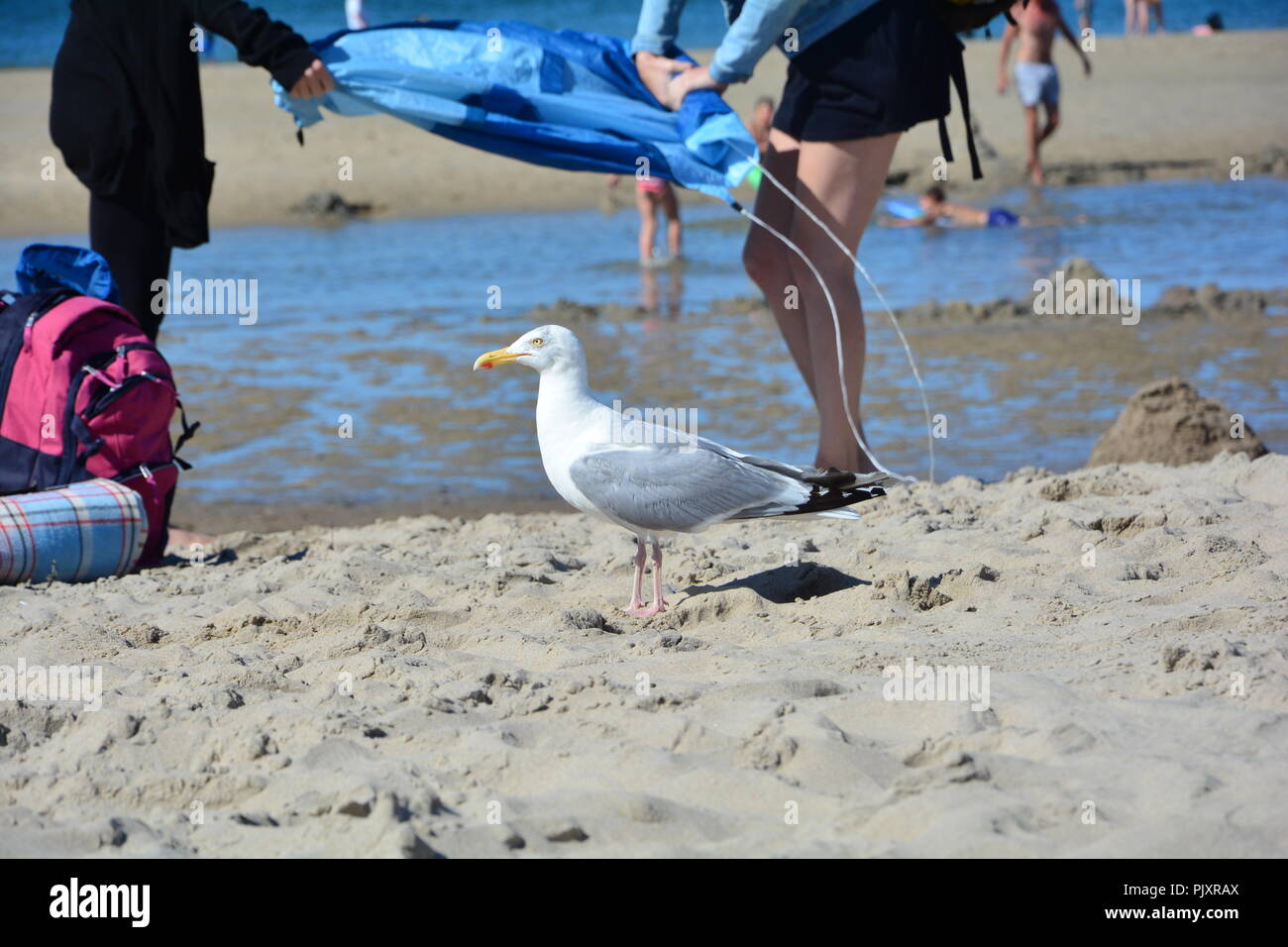 Sandy beach with people hi-res stock photography and images - Alamy