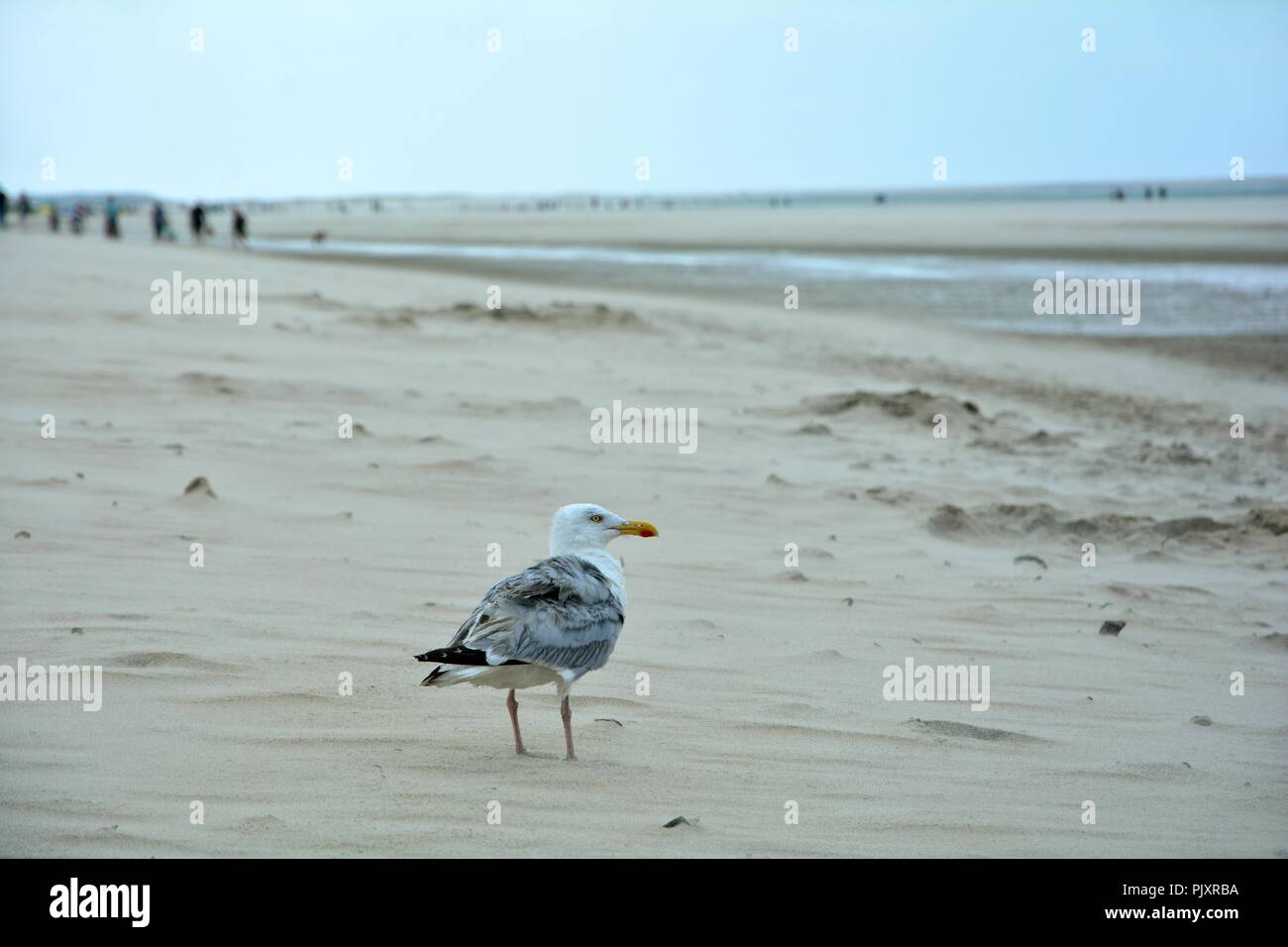 Gull on beach in sunshine hi-res stock photography and images - Alamy