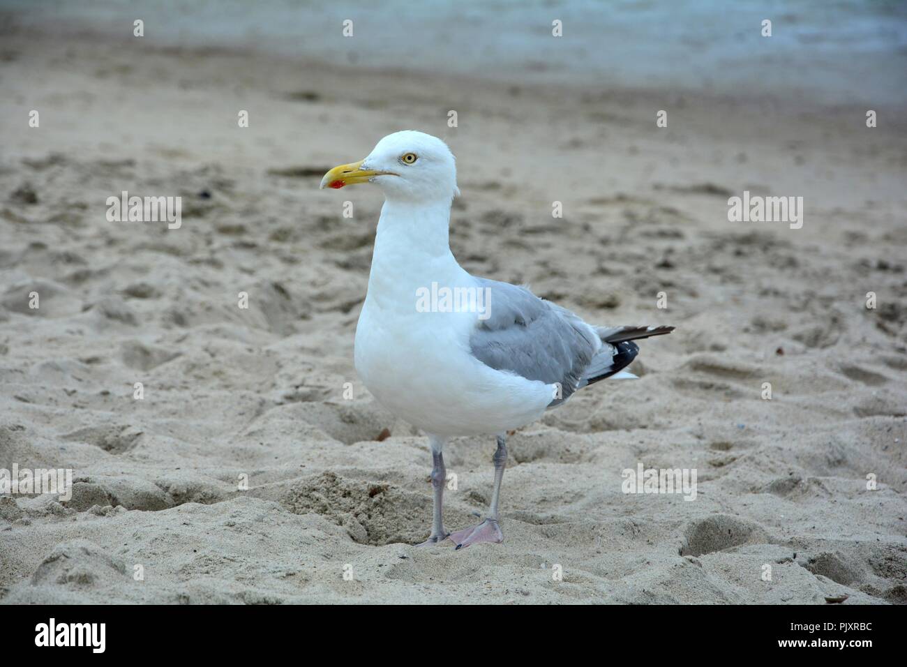 Seagulls on sandy beach near hi-res stock photography and images - Alamy