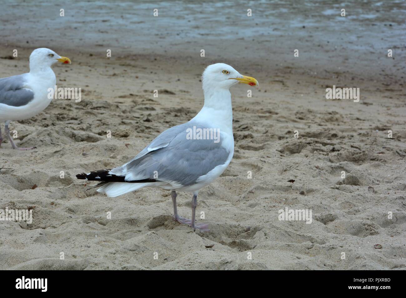 Two gull`s run on the sandy beach Stock Photo - Alamy