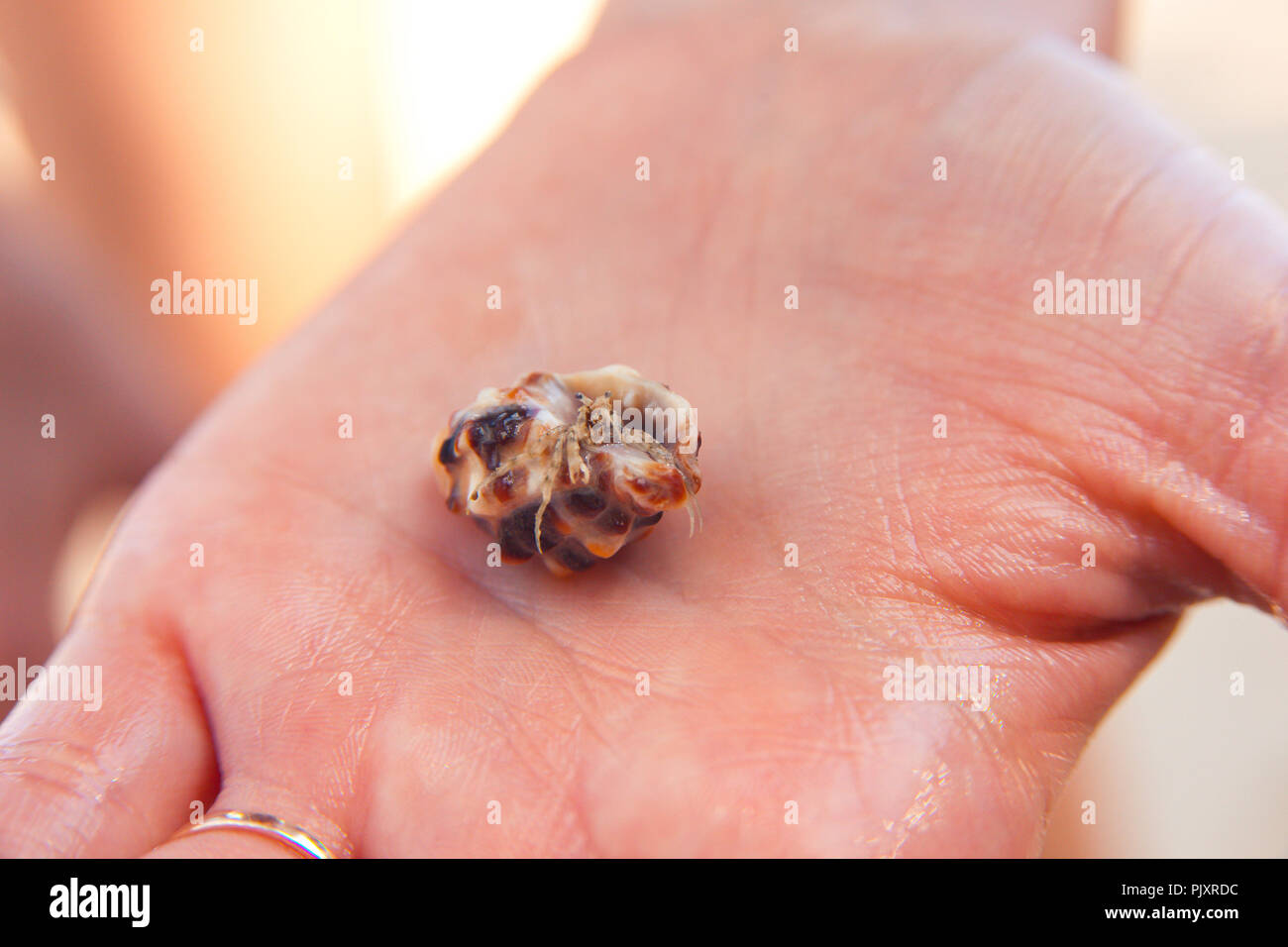 Small crab hi-res stock photography and images - Alamy