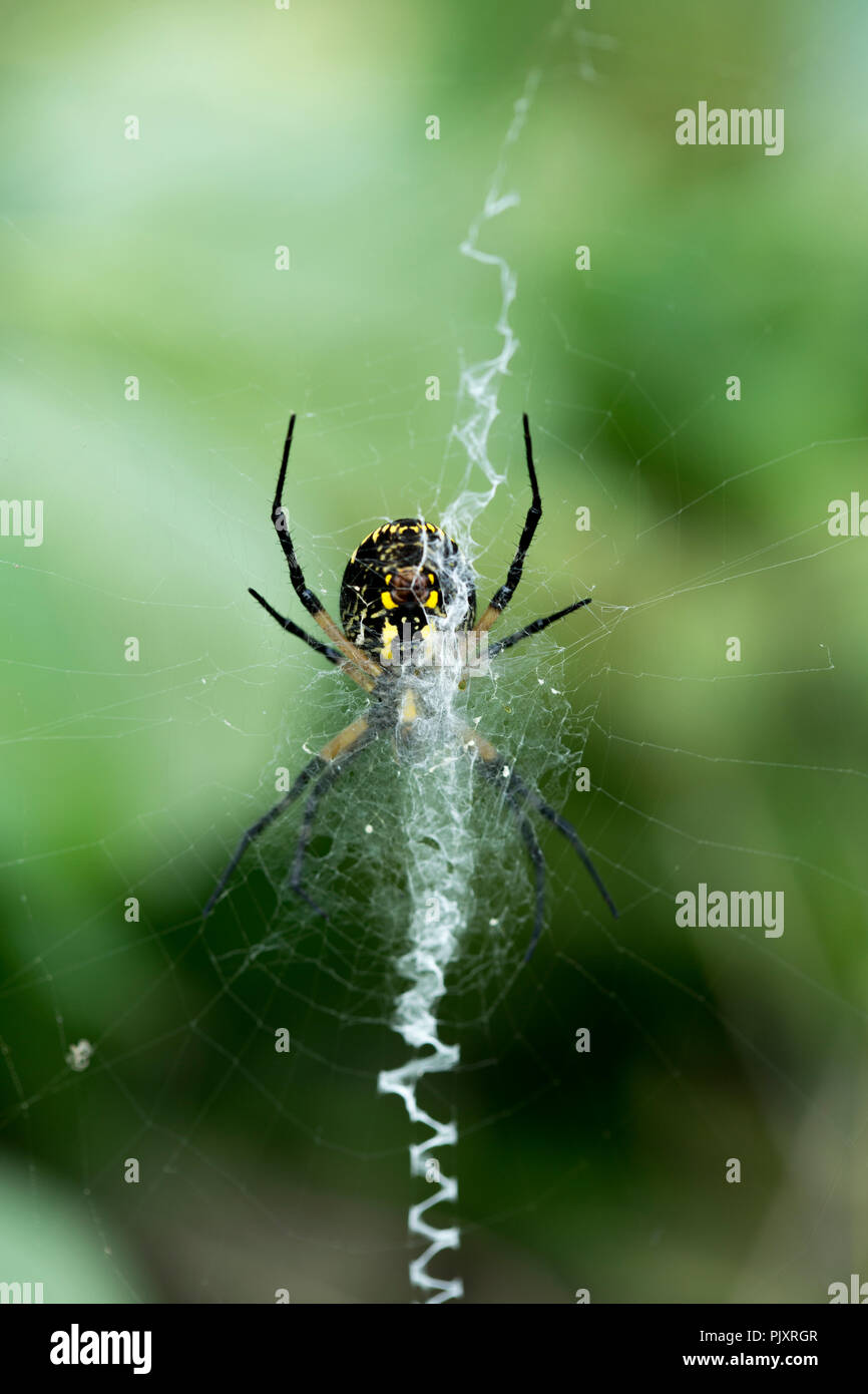 Corn spider hi-res stock photography and images - Alamy
