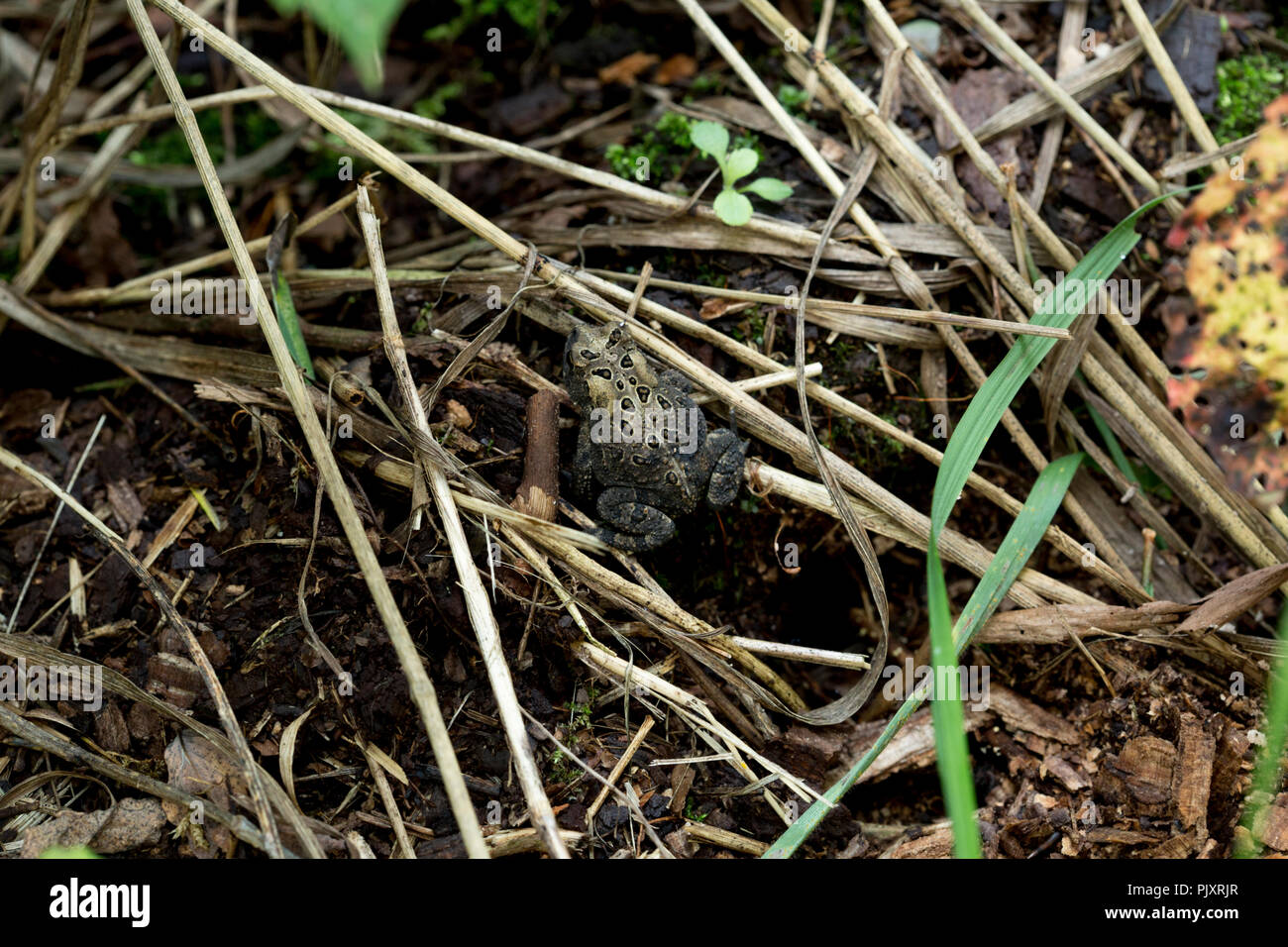 Grey toad hi-res stock photography and images - Alamy