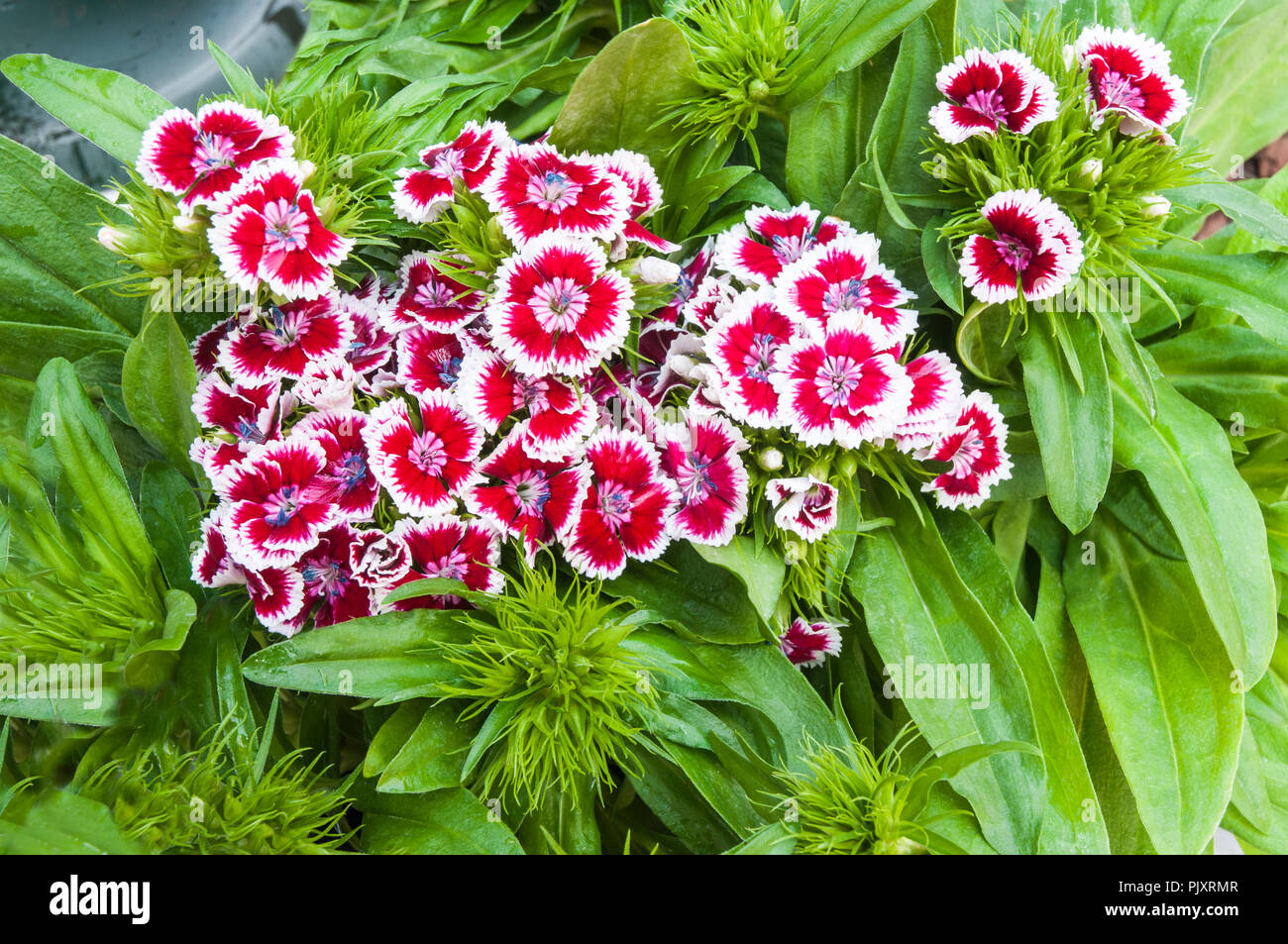 Dianthus Barbarini F1 Red Picotee with green leaf background. Common ...