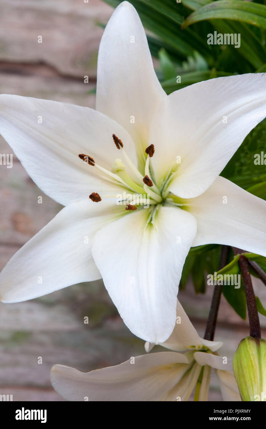 Lily pretty woman hi-res stock photography and images - Alamy