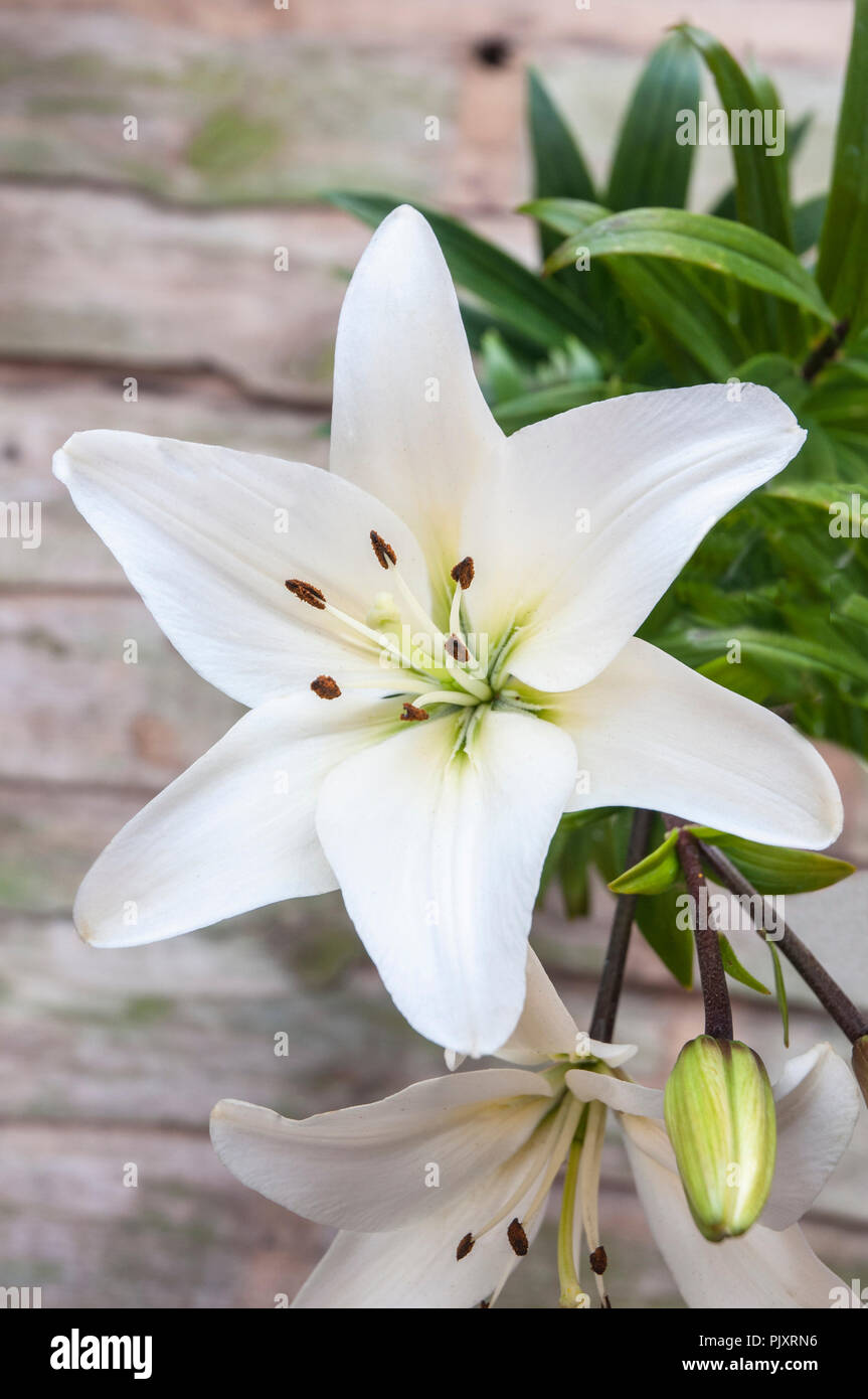 Lily pretty woman hi-res stock photography and images - Alamy