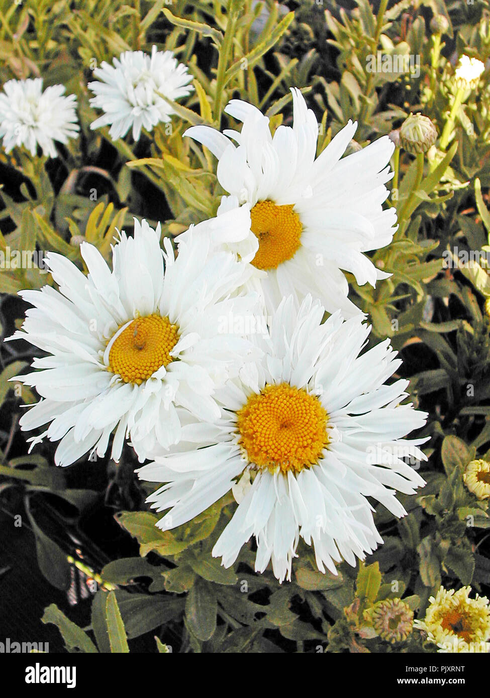 Lady daisy hi-res stock photography and images - Alamy