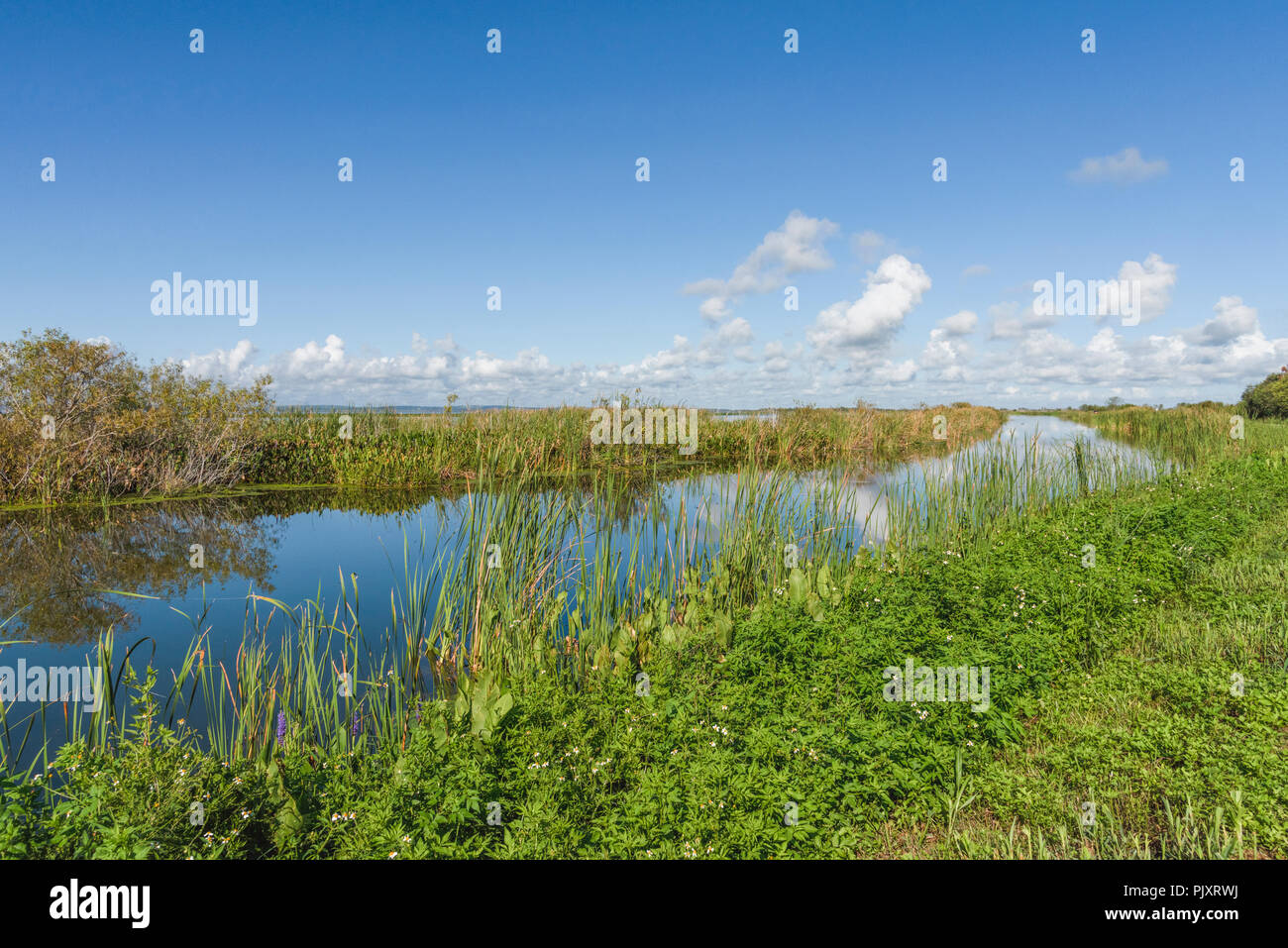 Central Florida Marsh Wetlands Stock Photo - Alamy