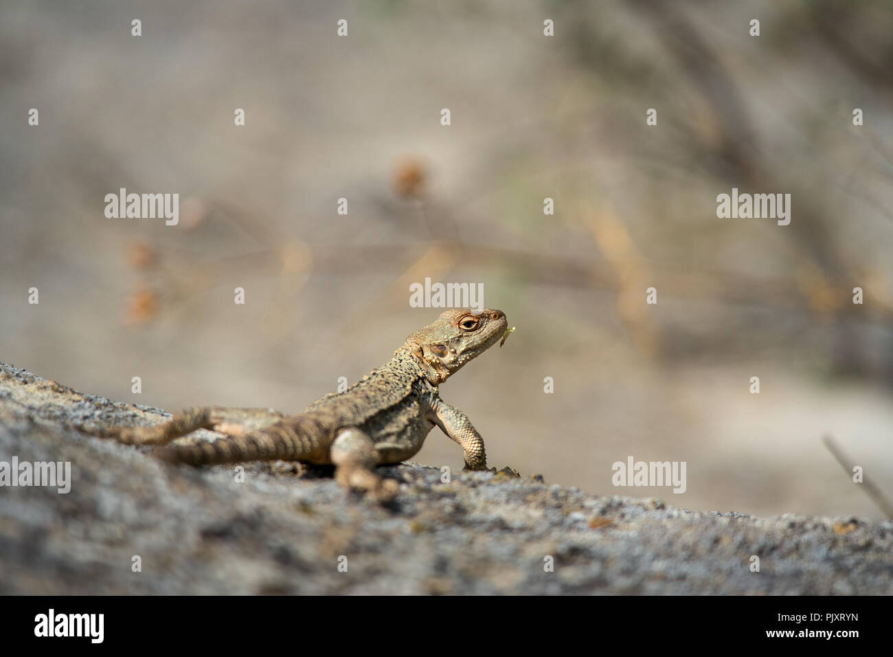 A well camouflaged lizard paused frozen on a limestone rock in a hot ...