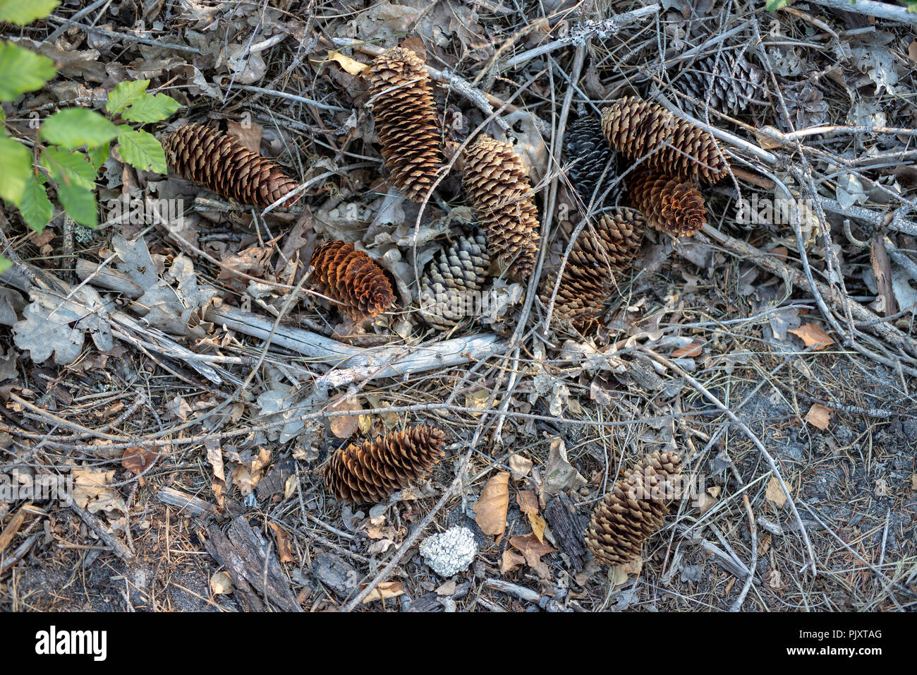 Cones of spruce tree in the forest. Forest undergrowth in a coniferous ...