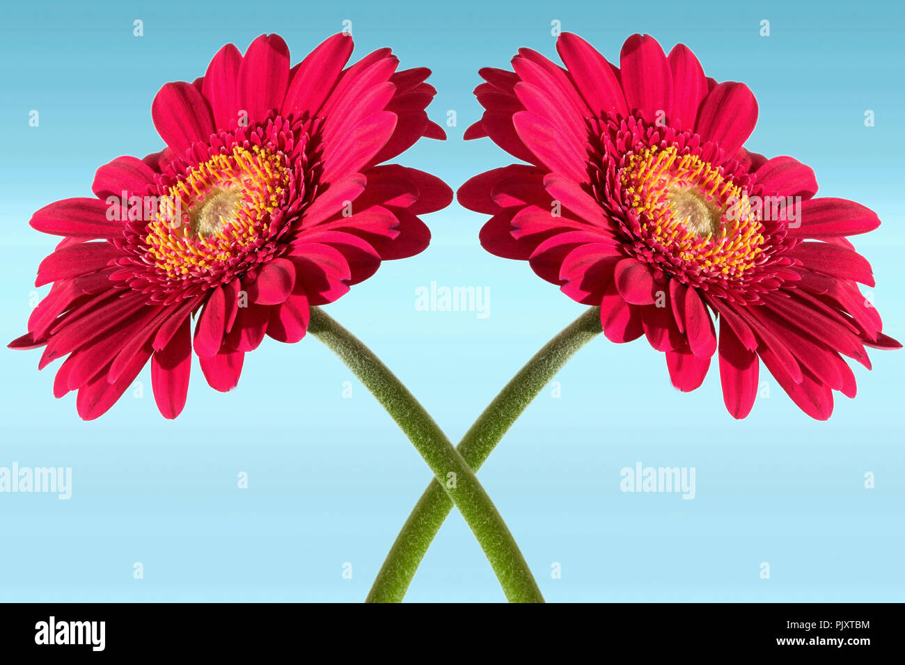 Entwined flowers hi-res stock photography and images - Alamy