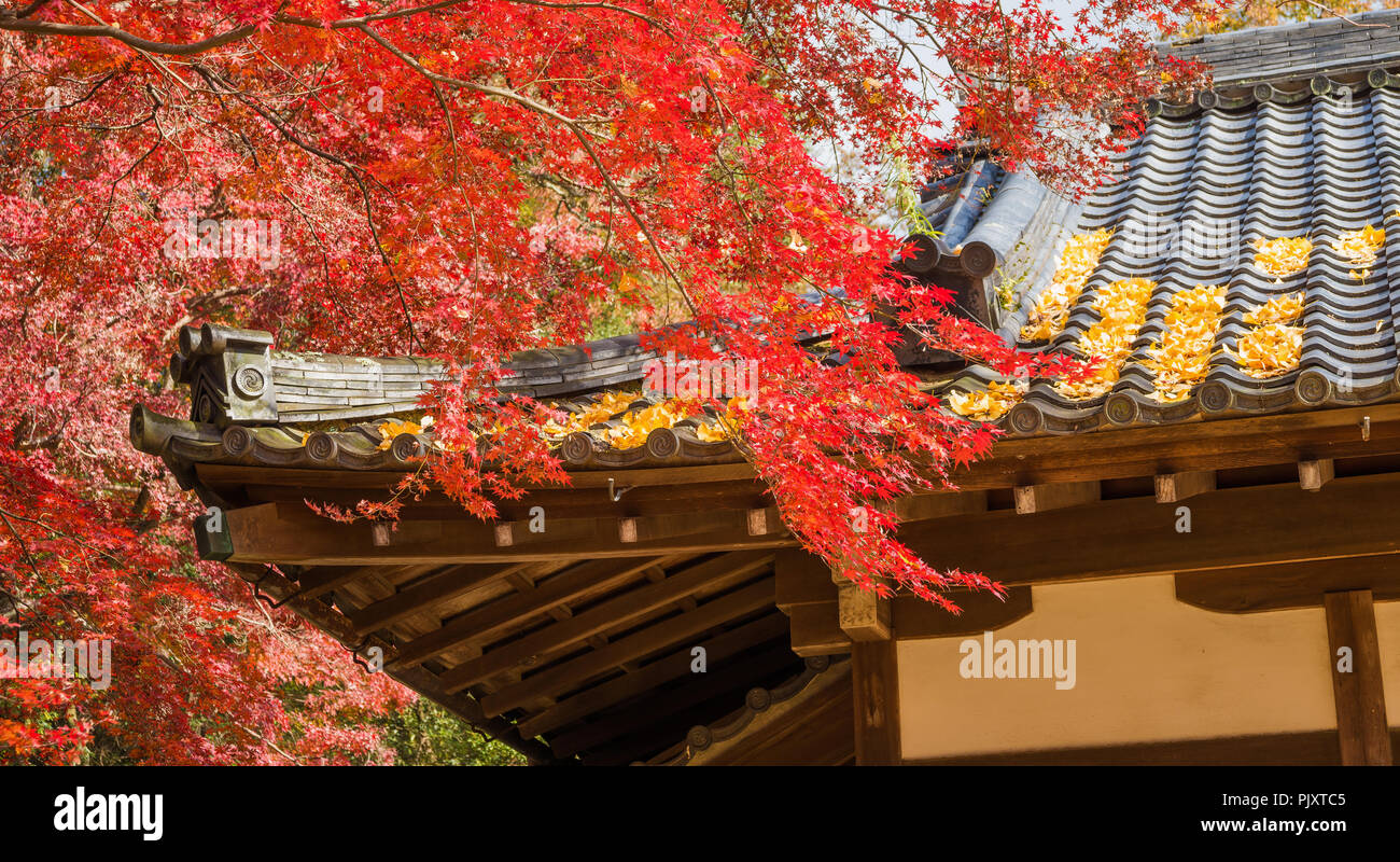 Autumn in Japan. Beautiful red maple leaves with ancient traditional ...