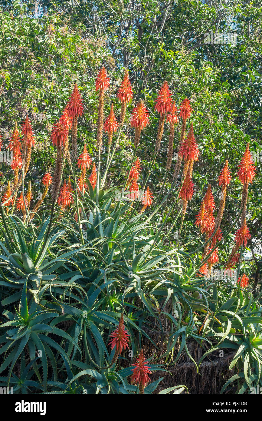 Flowering trees madeira hi-res stock photography and images - Alamy