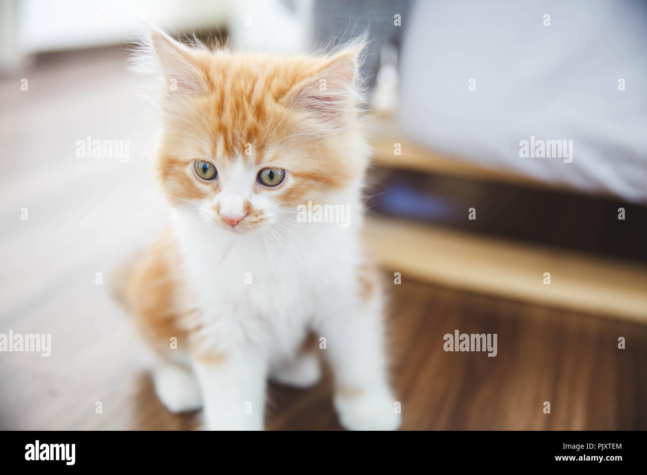 Orange kitten with white paws hi-res stock photography and images - Alamy